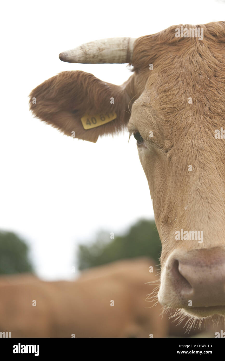Glan cow hi-res stock photography and images - Alamy