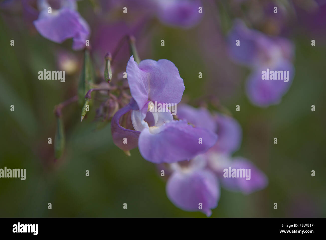 Purple Indian Touch-me-not, Himalayan balsam Stock Photo - Alamy