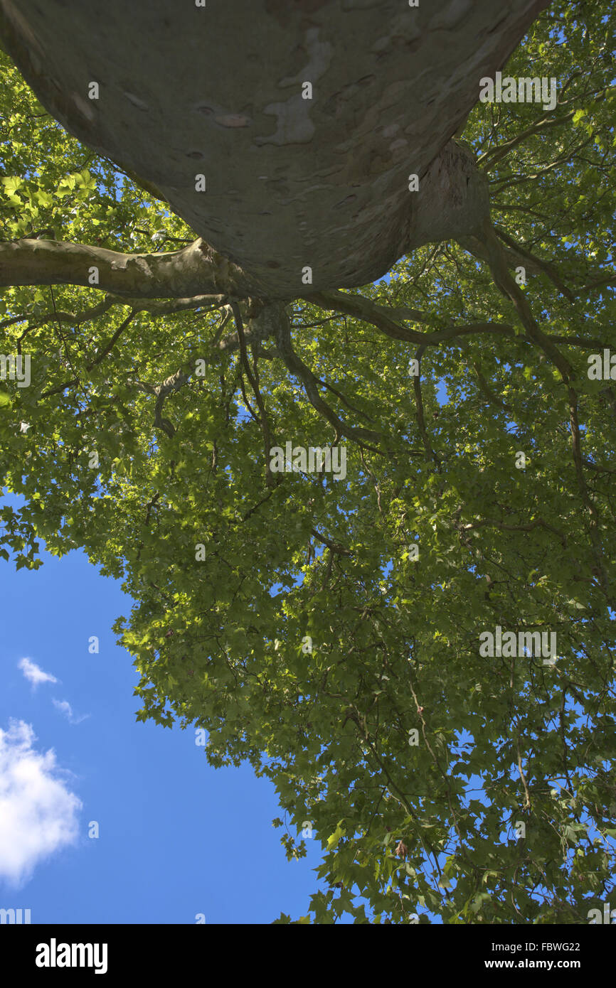 Platanus x acerifolia platane plane hi-res stock photography and images ...