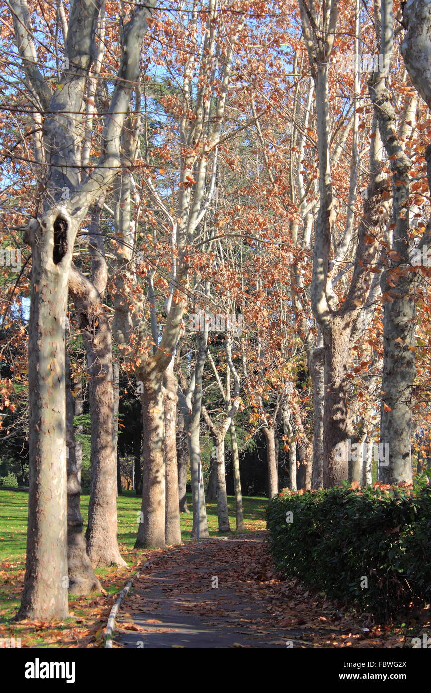 Row of trees in a park during fall season Stock Photo - Alamy