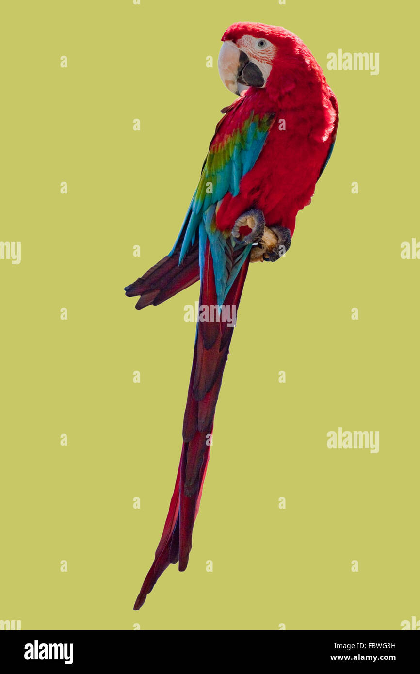 Isolated Macaw High Resolution Stock Photography and Images - Alamy