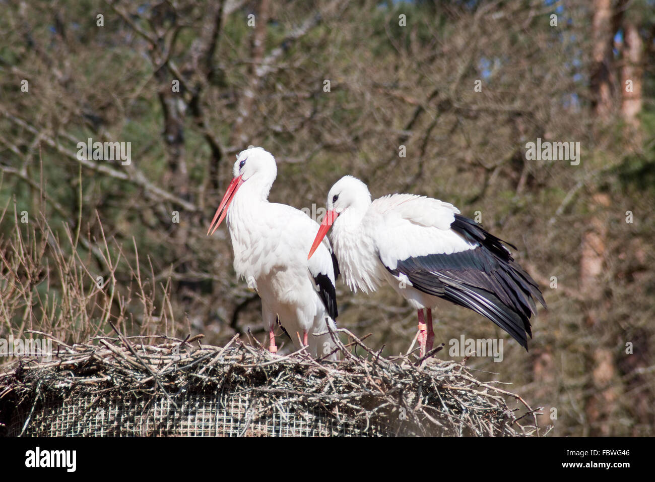 Storks head hi-res stock photography and images - Alamy