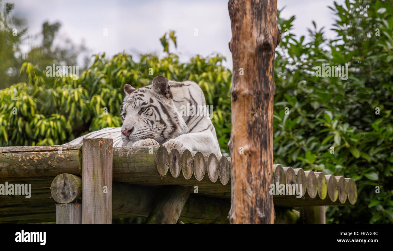 Thoughtful tiger hi-res stock photography and images - Alamy