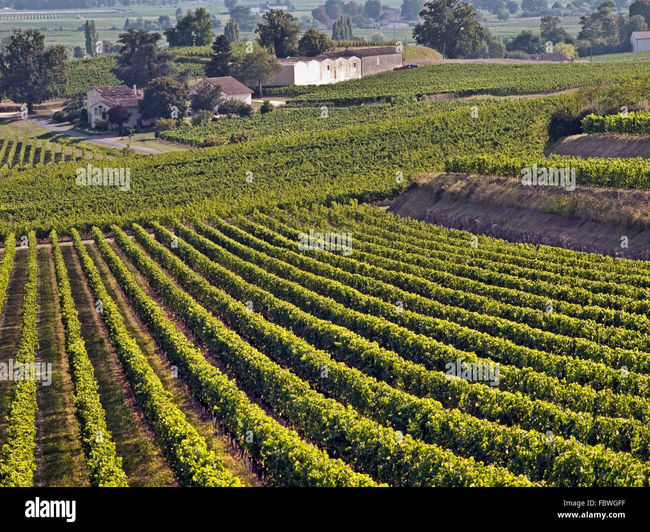 France - Vineyard and Vines Stock Photo - Alamy