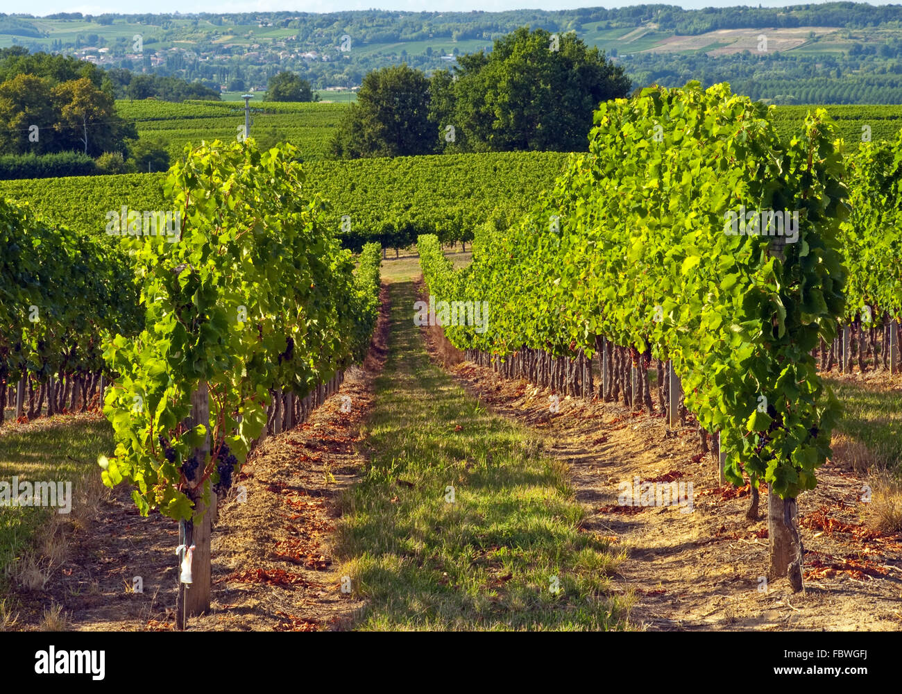 France - Vineyard and Vines Stock Photo - Alamy
