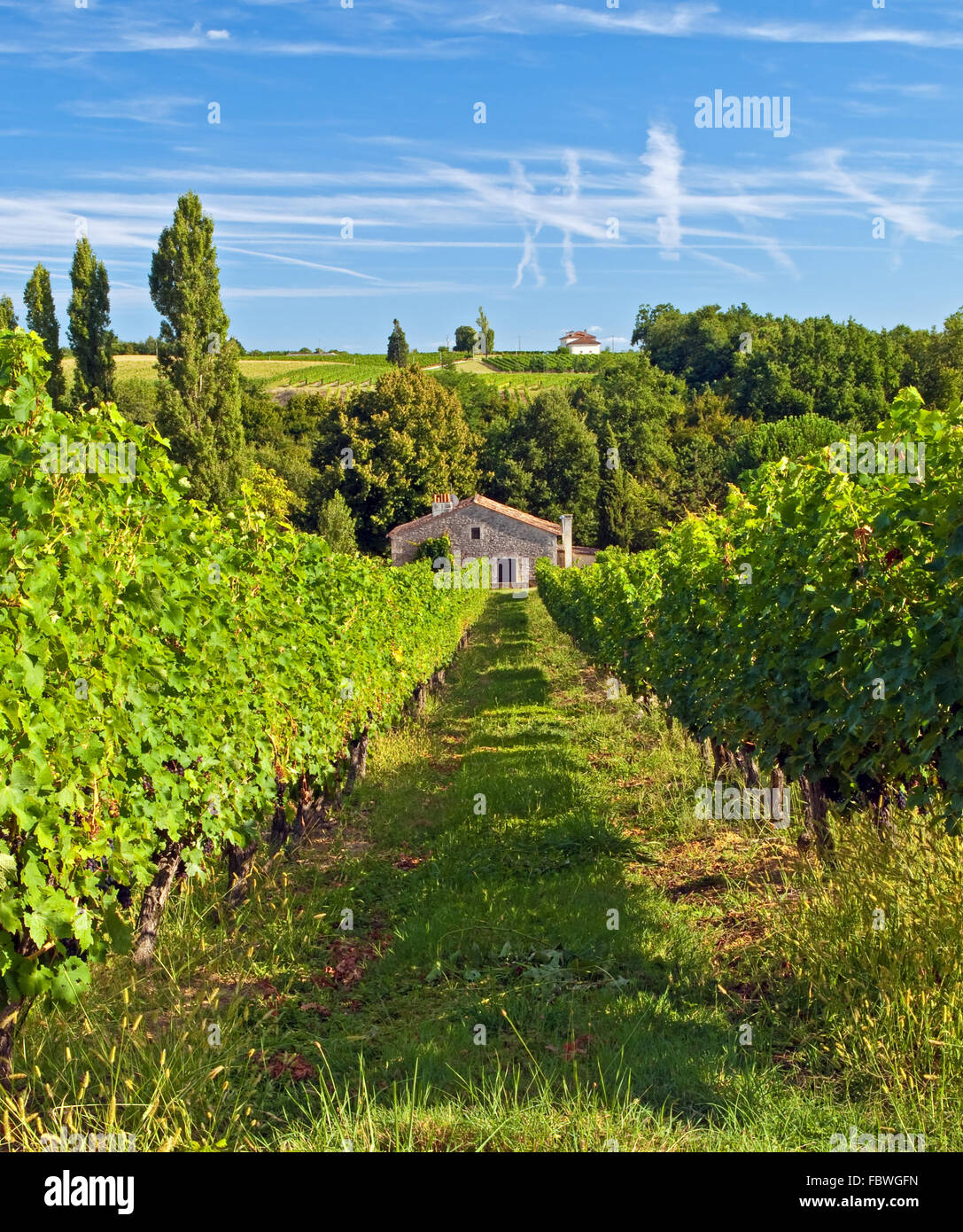 France - Vineyard and Vines Stock Photo - Alamy