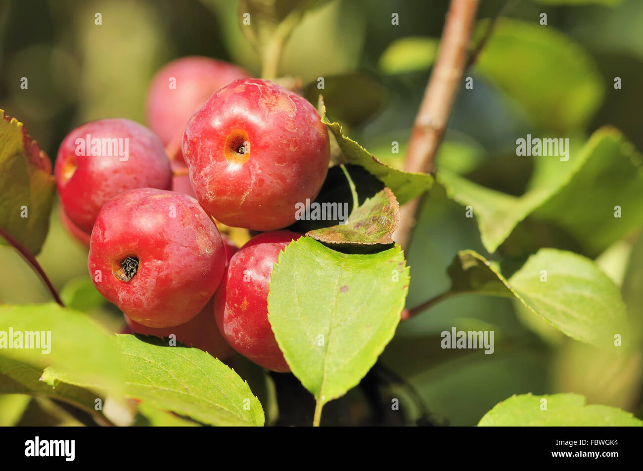 Japanese apples hi-res stock photography and images - Alamy