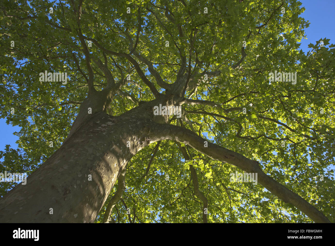 Platanus x acerifolia plane trees hi-res stock photography and images ...