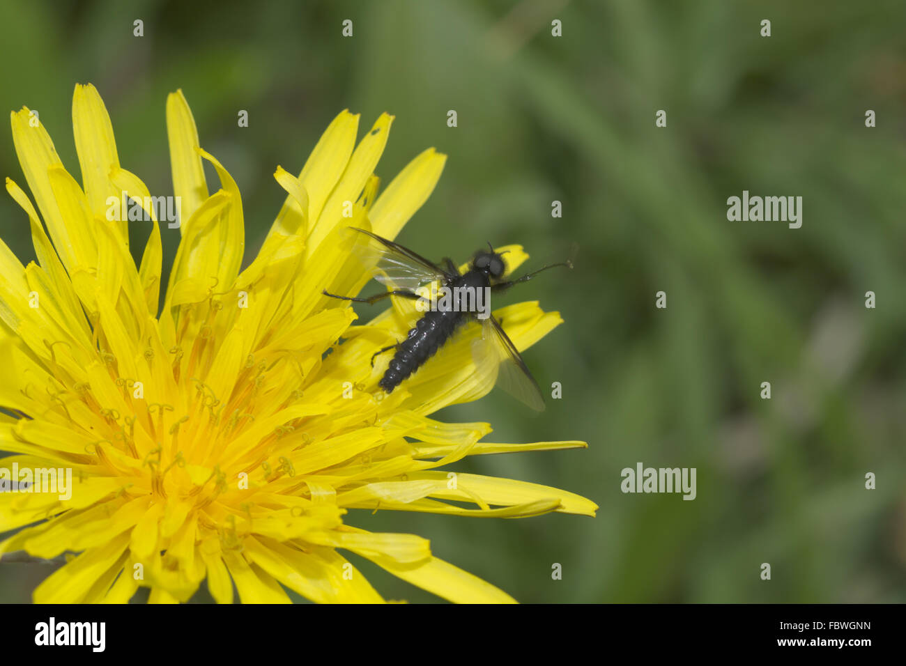 March fly hi-res stock photography and images - Alamy