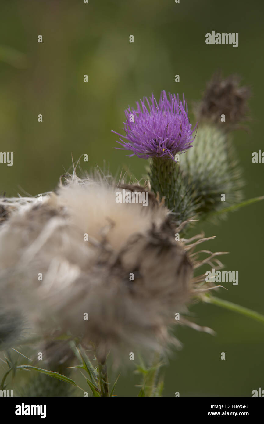 Bull thistle hi-res stock photography and images - Alamy