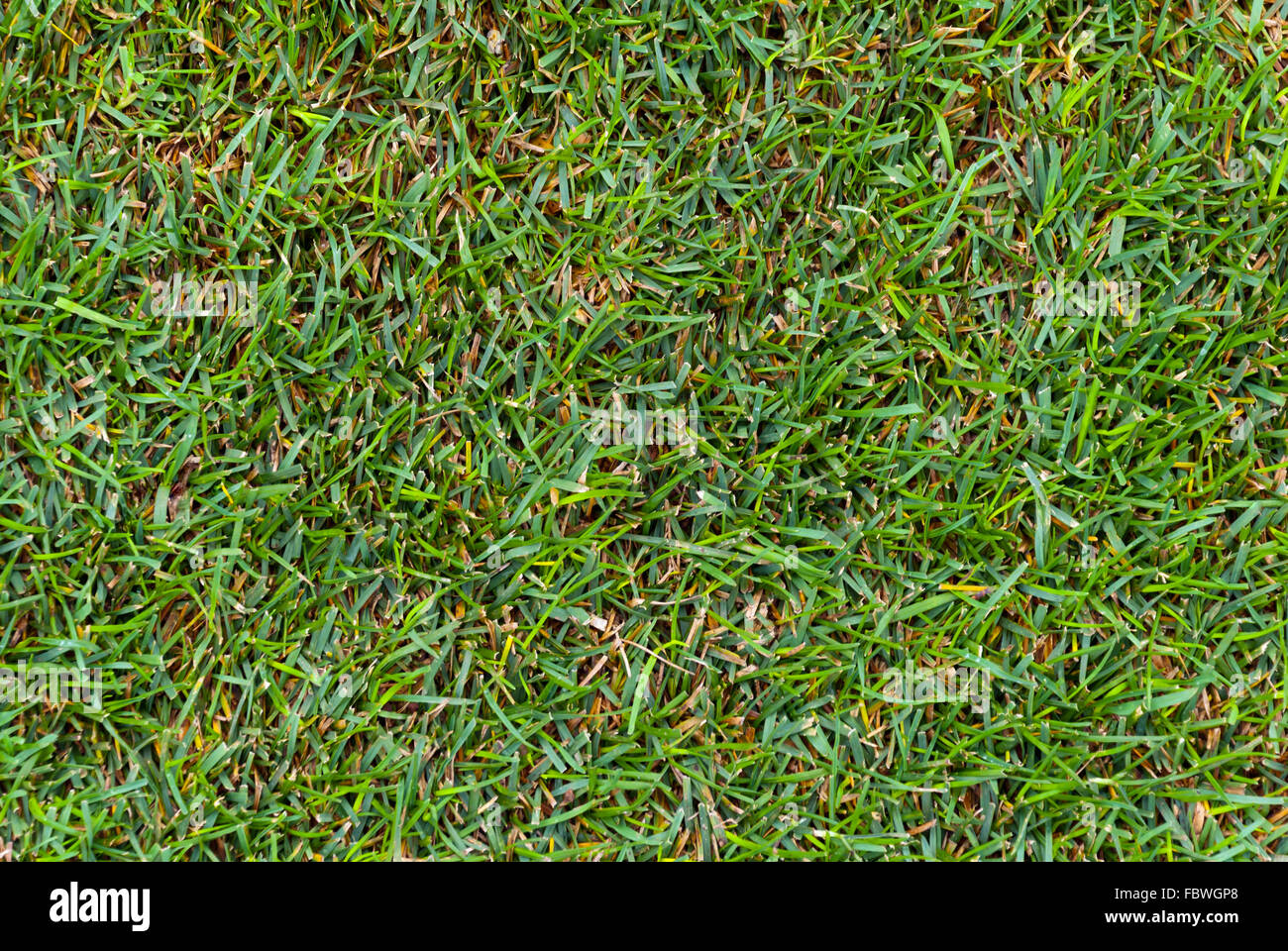 Autumn grass texture Stock Photo - Alamy