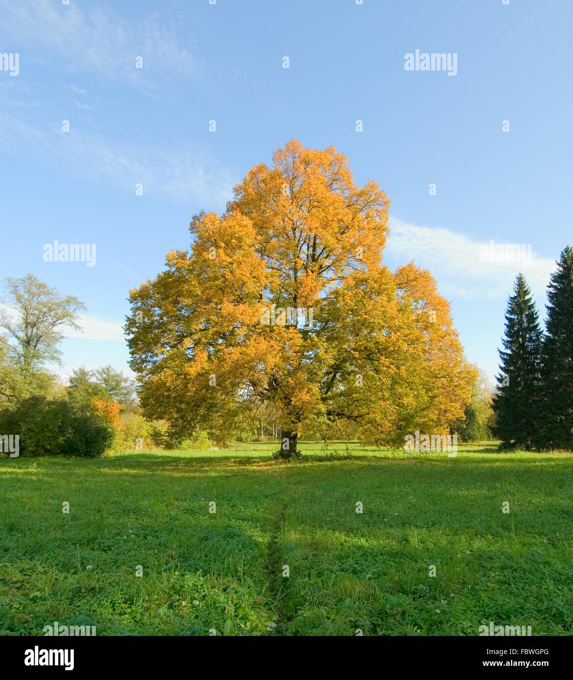 Gold green landscape hi-res stock photography and images - Alamy