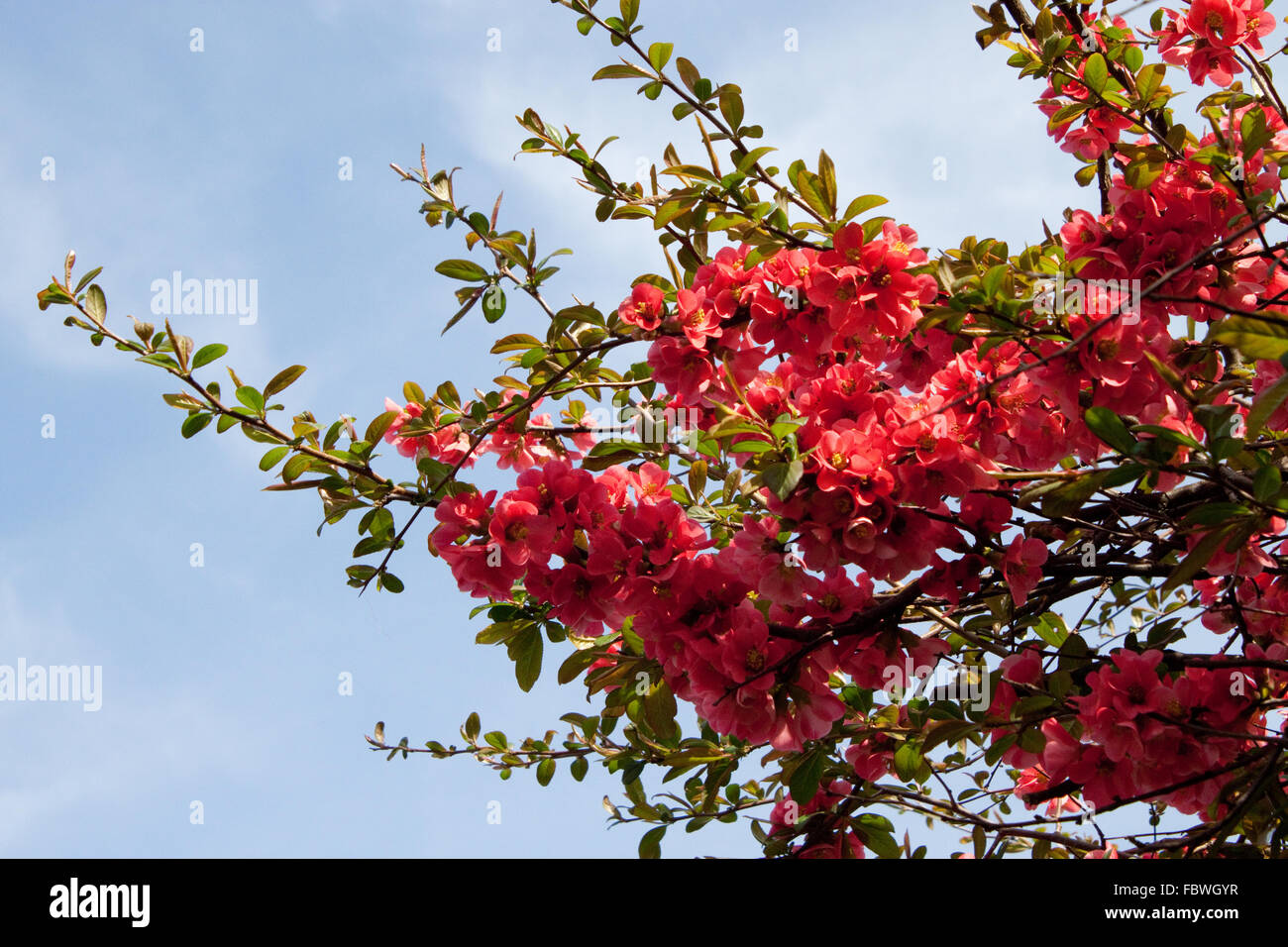 S japonica hi-res stock photography and images - Alamy