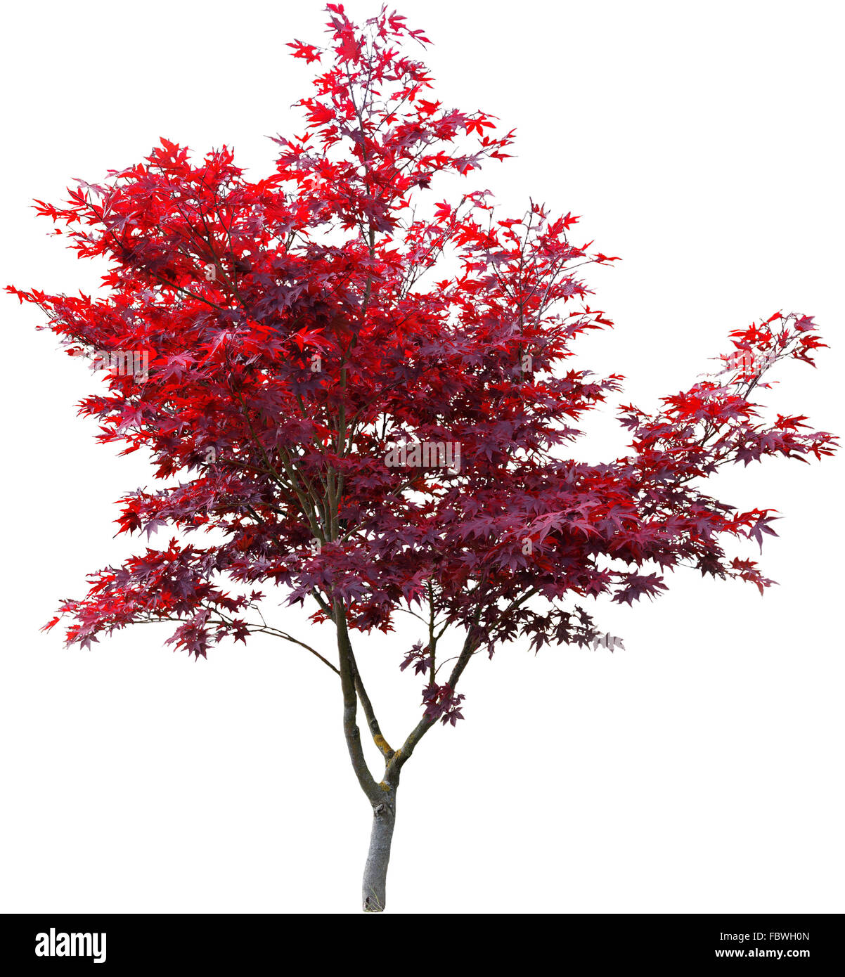 Japanese maple on white Stock Photo - Alamy