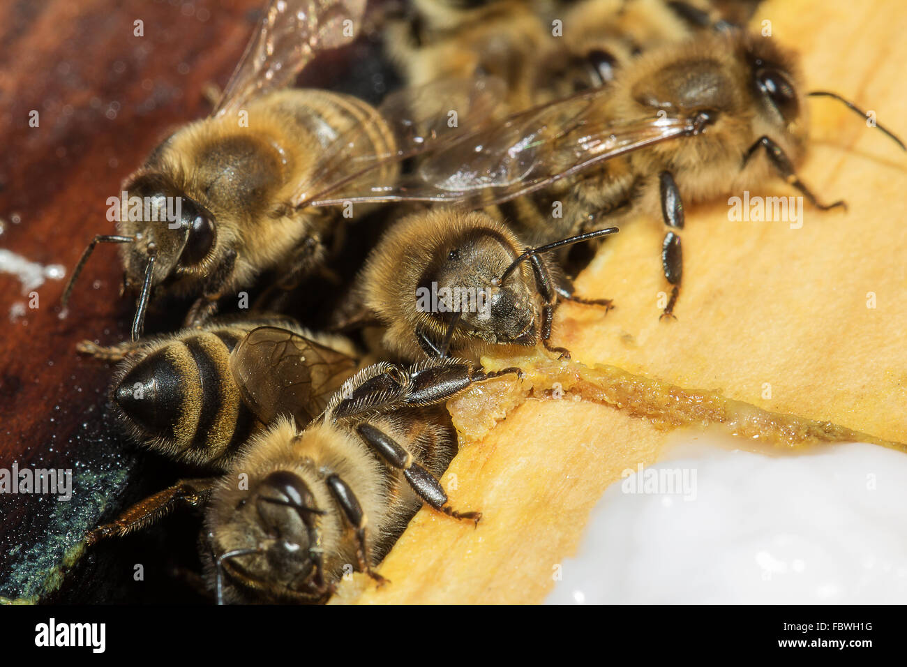 Bienen arbeiter hi-res stock photography and images - Alamy
