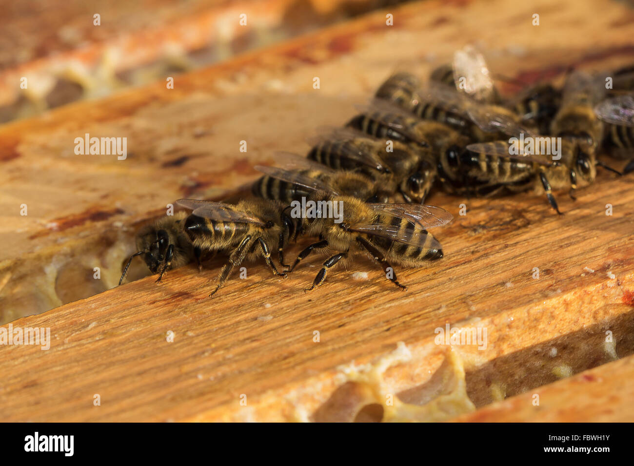 Hard working bees hi-res stock photography and images - Alamy