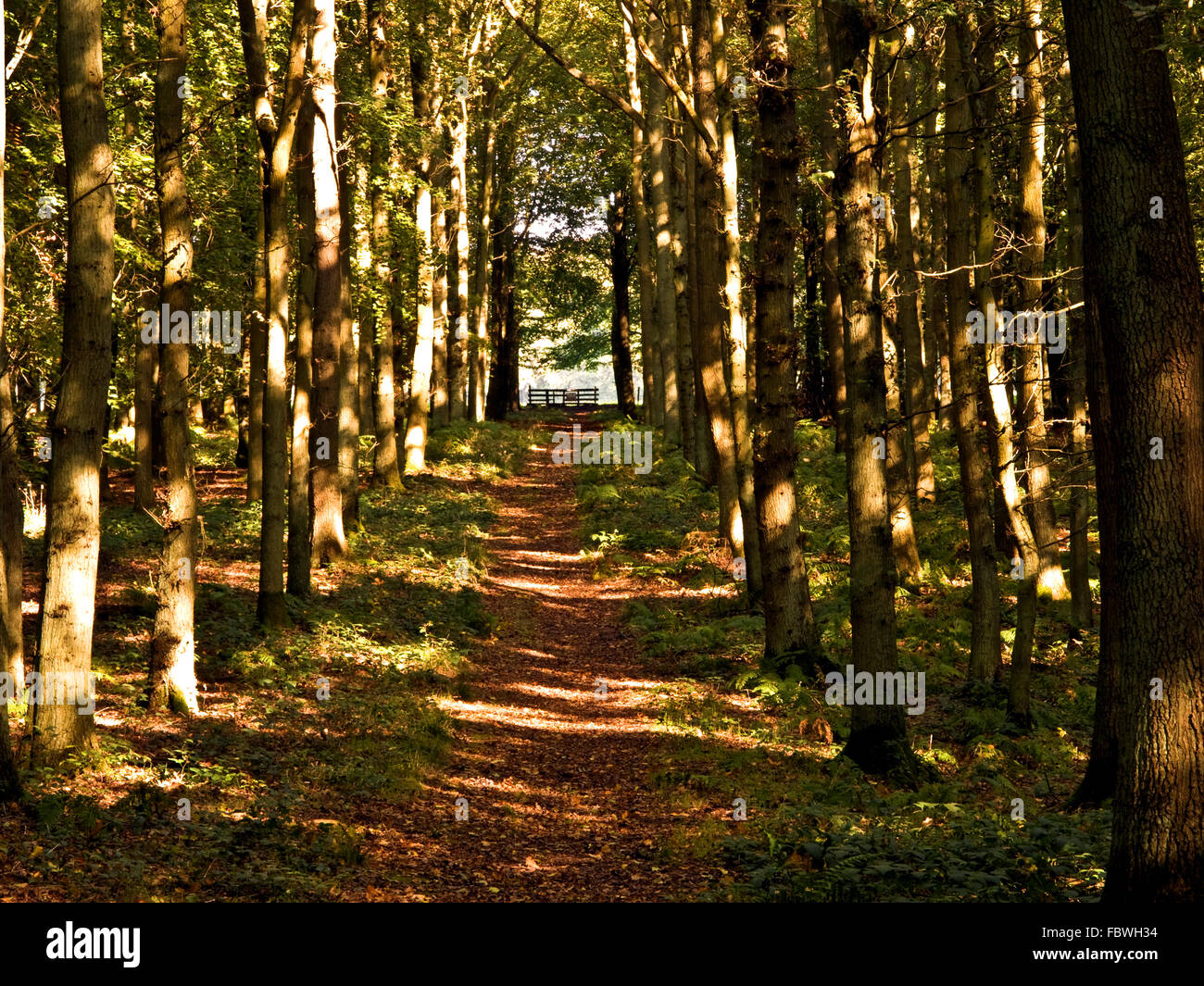 Ashridge - Dockey Woods Stock Photo - Alamy
