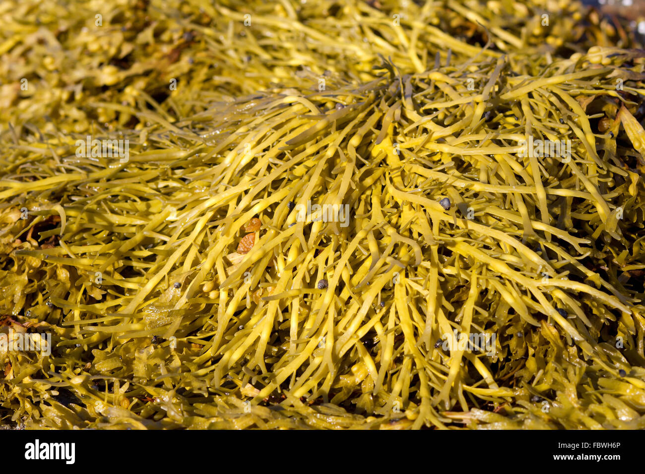 With brown algae hi-res stock photography and images - Alamy