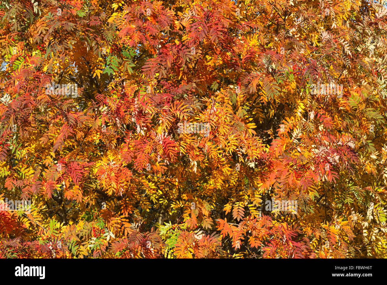 Colorful tree autumn detail hi-res stock photography and images - Alamy