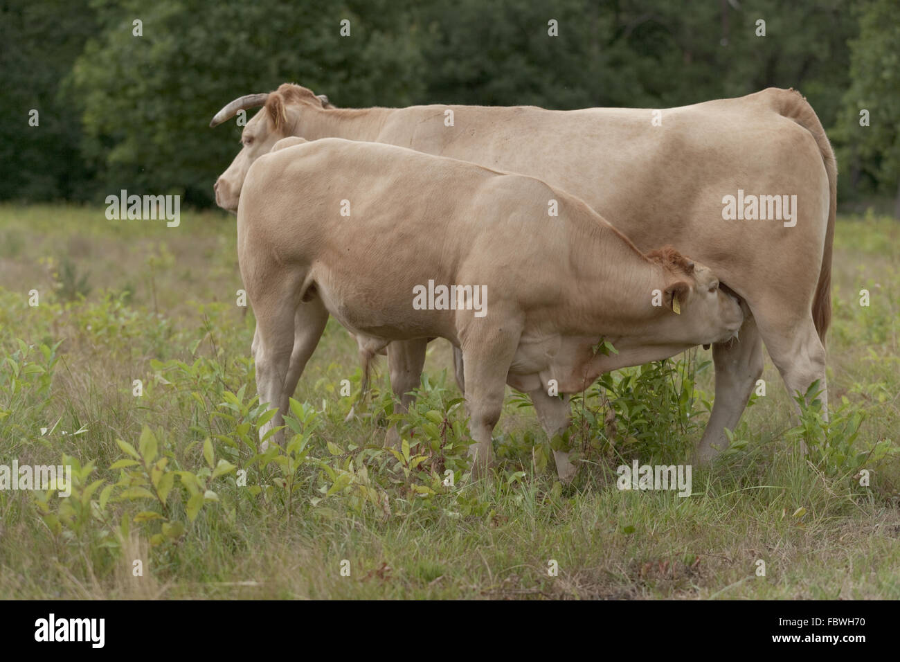 Glanrinder hi-res stock photography and images - Alamy