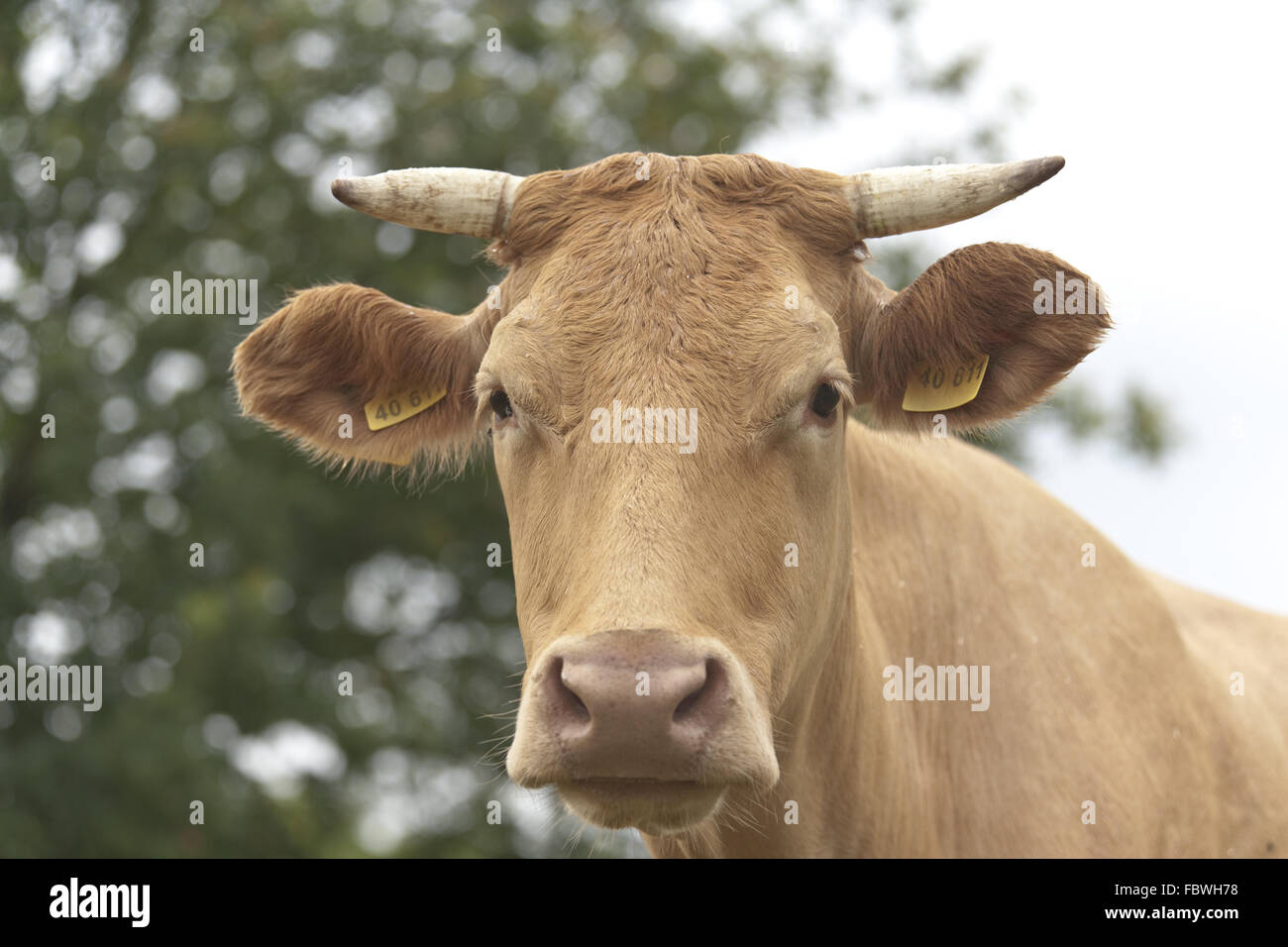 Glanrind hi-res stock photography and images - Alamy