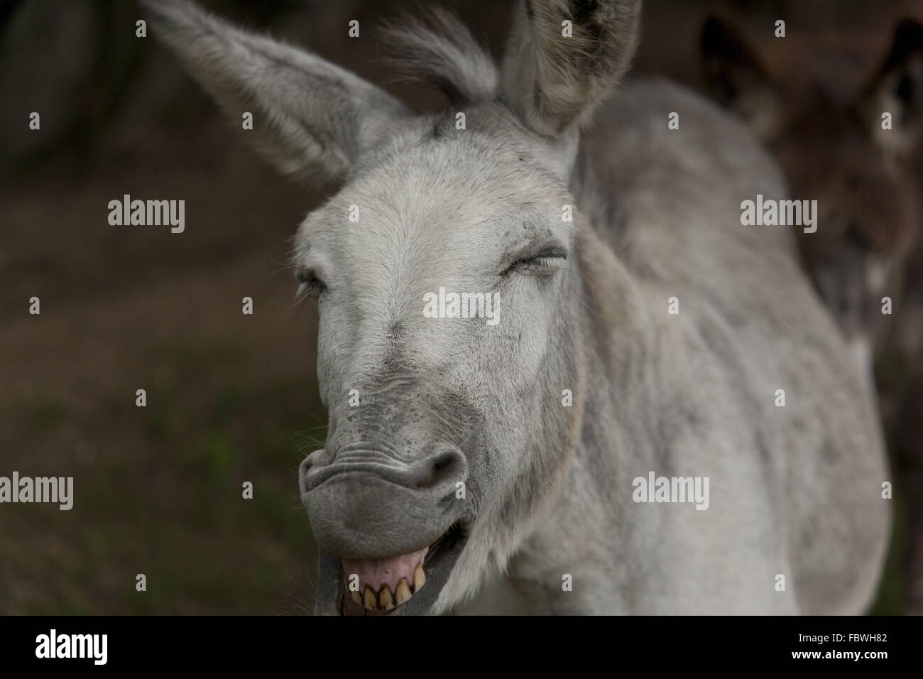 Pferde esel hi-res stock photography and images - Alamy