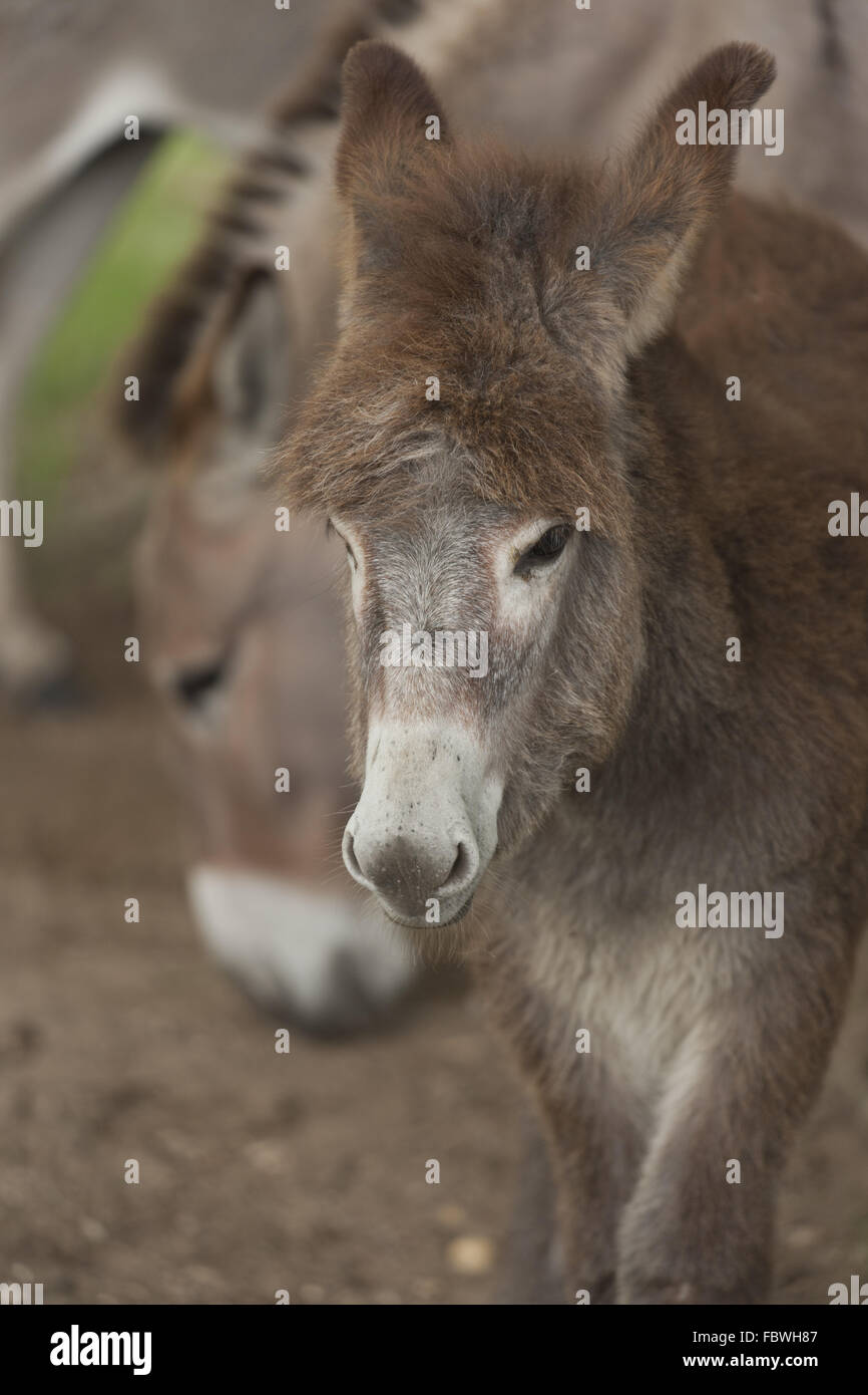 Pferde esel hi-res stock photography and images - Alamy