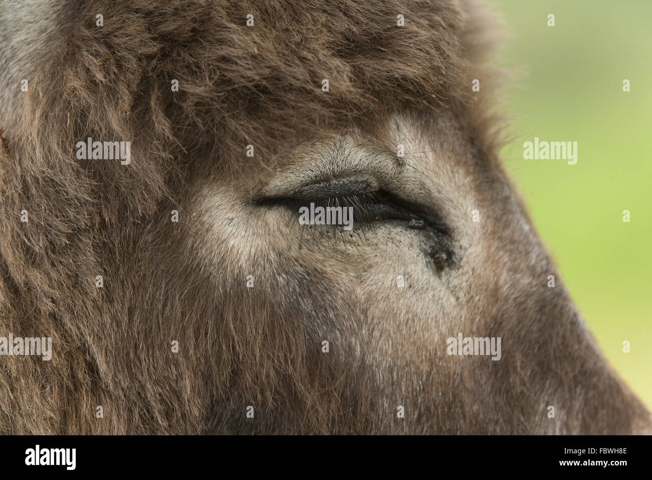 Donkey shot hi-res stock photography and images - Alamy