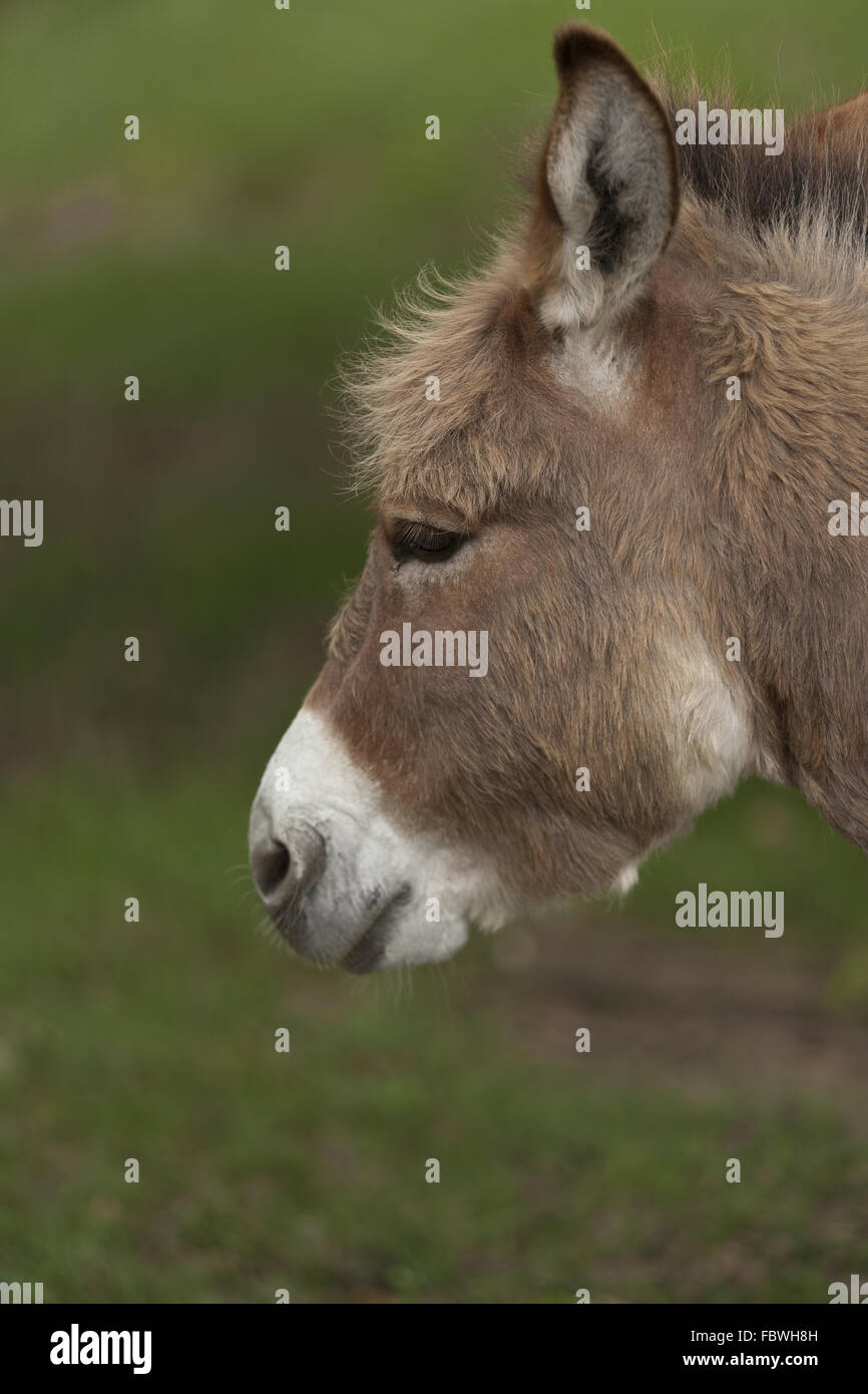 Donkey shot hi-res stock photography and images - Alamy