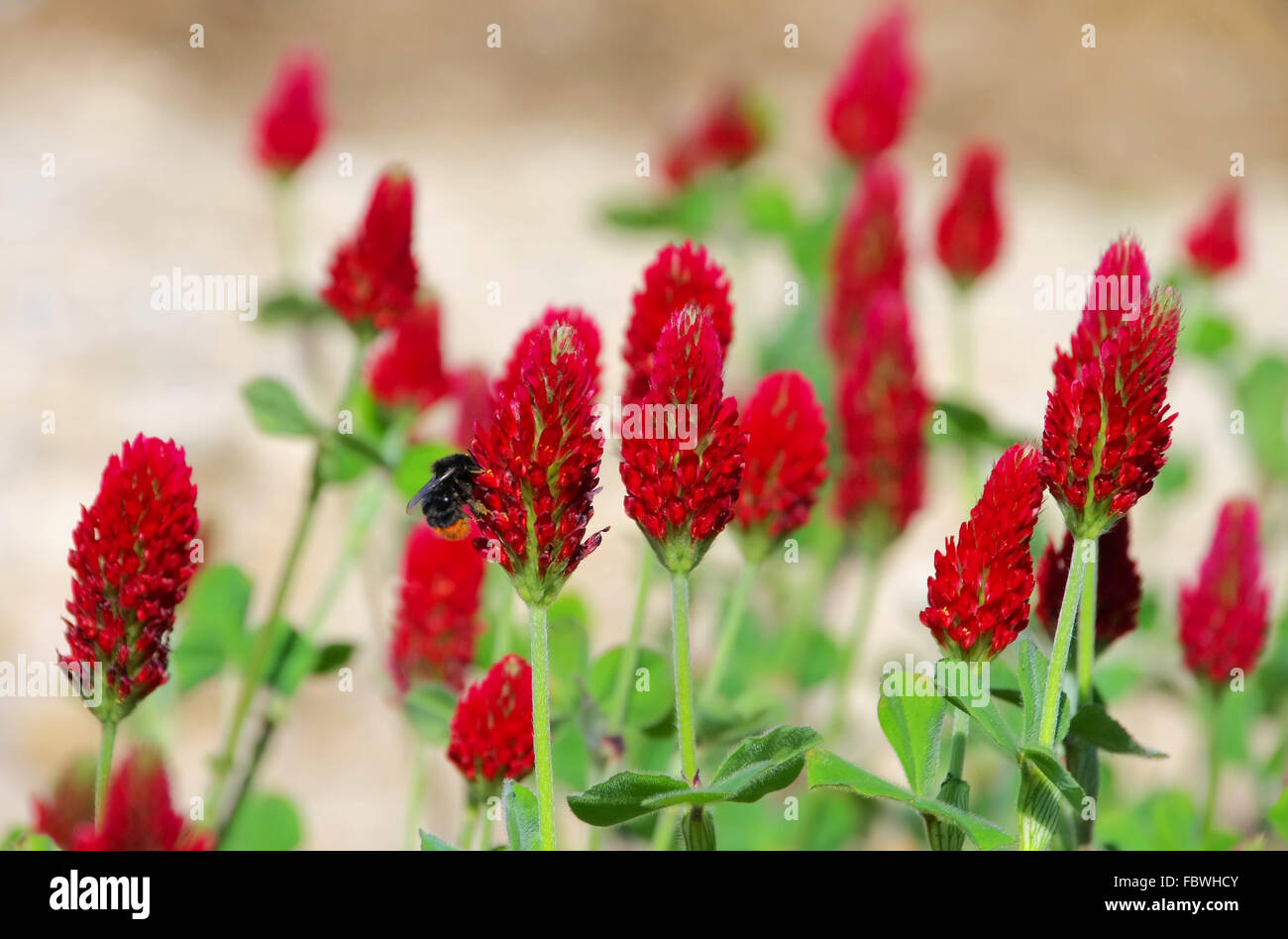 Italian clover hi-res stock photography and images - Alamy
