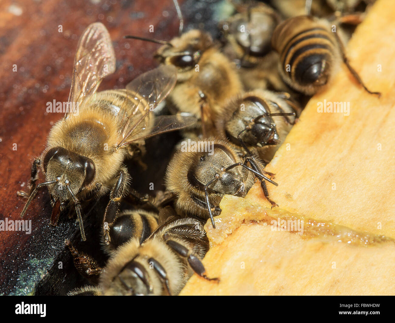 Honeybees hi-res stock photography and images - Alamy