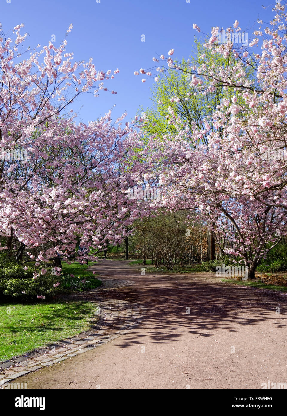 spring cherry blossom Stock Photo - Alamy