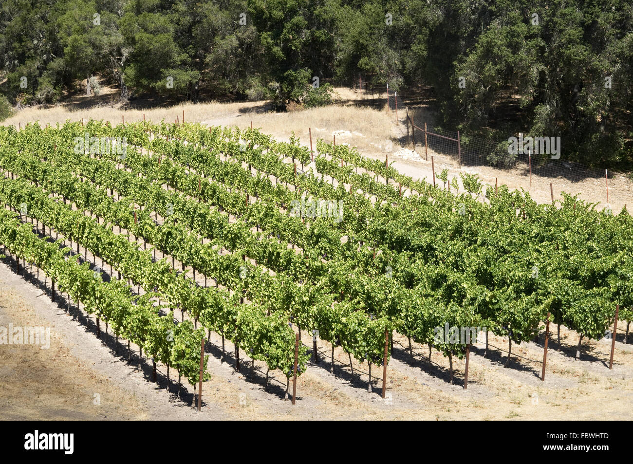 Vineyard ambiance hi-res stock photography and images - Alamy