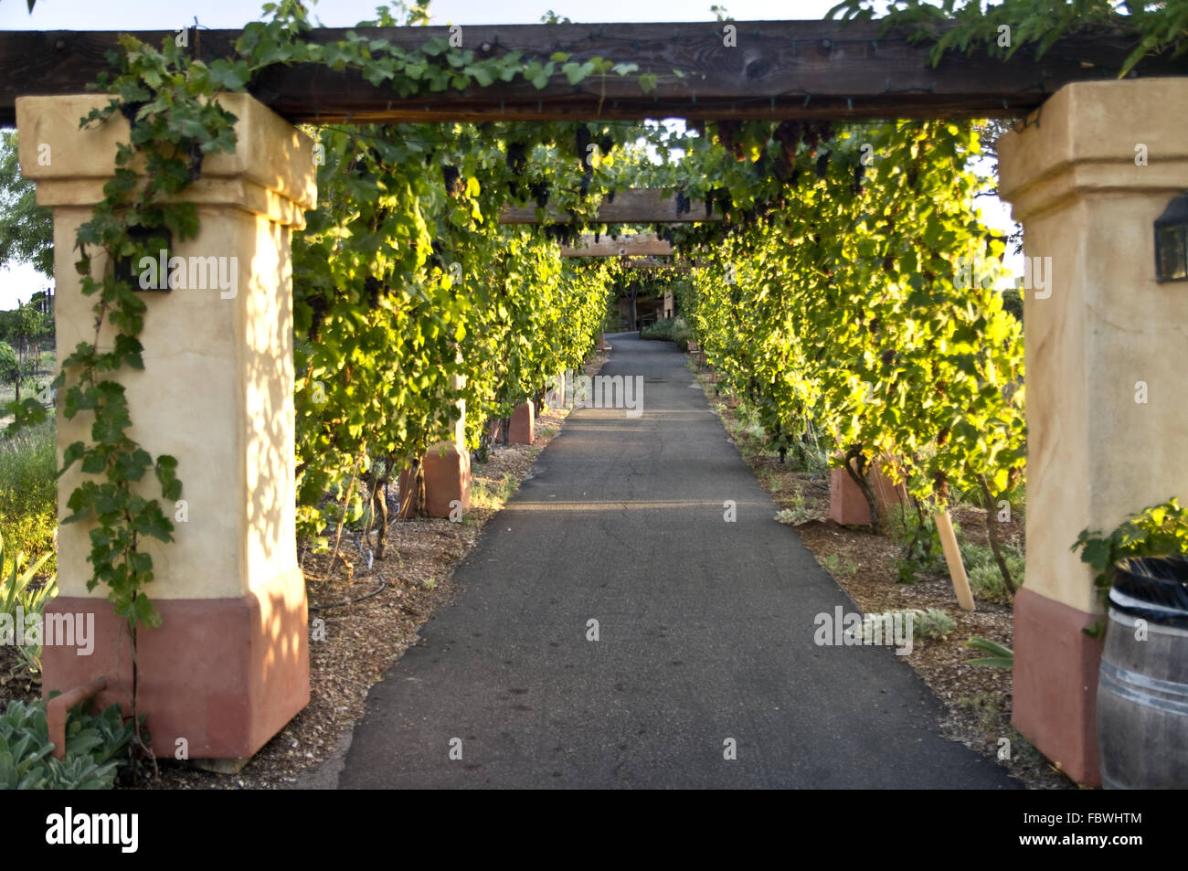 Arbor in a Vineyard Stock Photo - Alamy