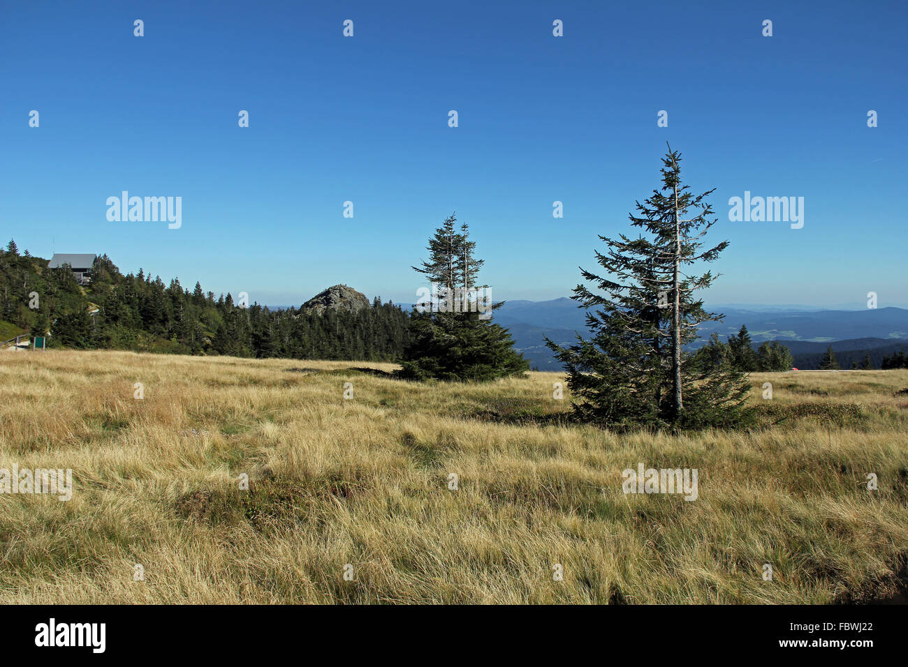 Grass and trees Stock Photo - Alamy