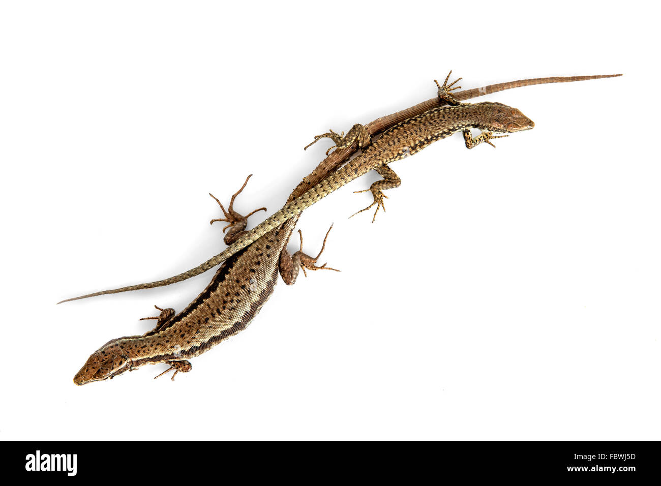 Two lizards - above view isolated on white Stock Photo - Alamy