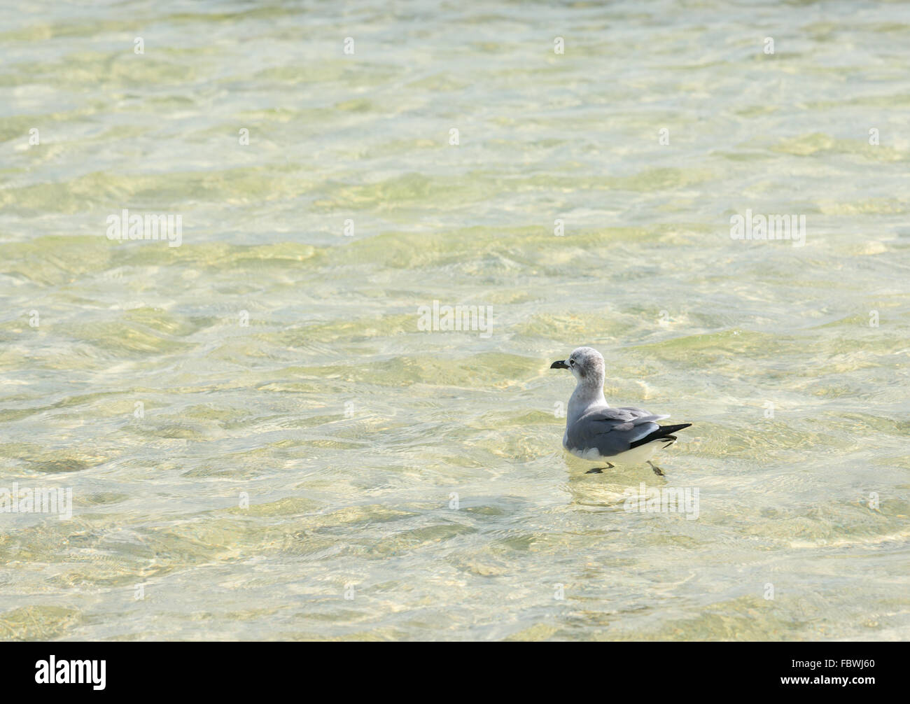 Seagull floating on calm clear sea in Florida Stock Photo - Alamy