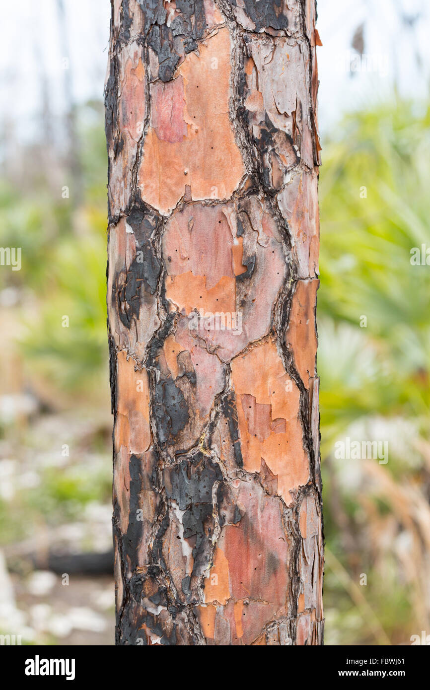 Close up of burned pine tree trunk in Florida Stock Photo - Alamy