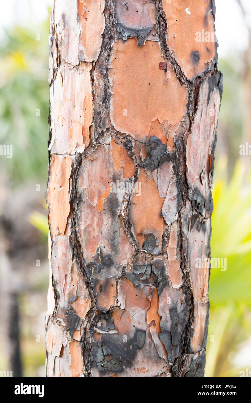 Black burned tree stump hi-res stock photography and images - Alamy