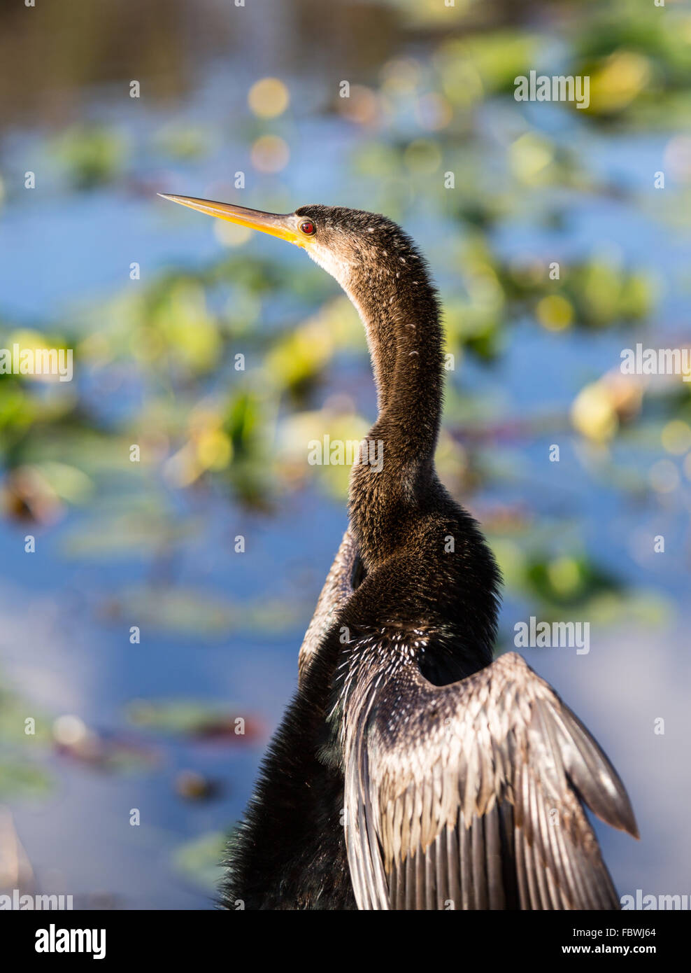 Anhinga bird drying its feathers in Everglades Stock Photo - Alamy