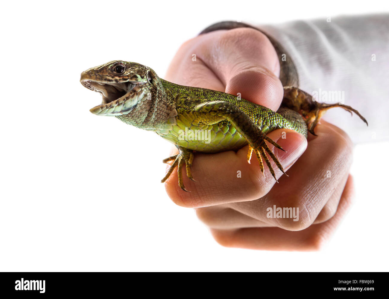 The green lizard in hand isolated on white Stock Photo - Alamy