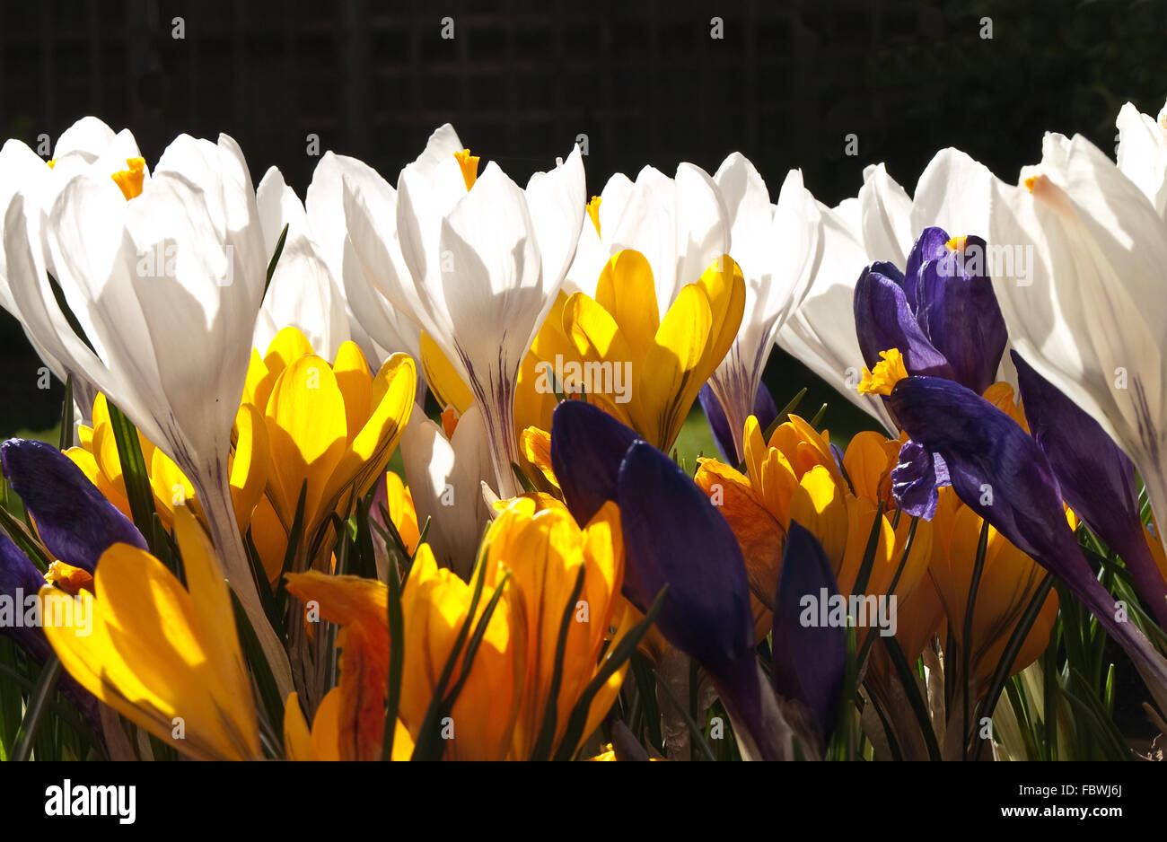Arrival Of Spring Stock Photos & Arrival Of Spring Stock Images - Alamy