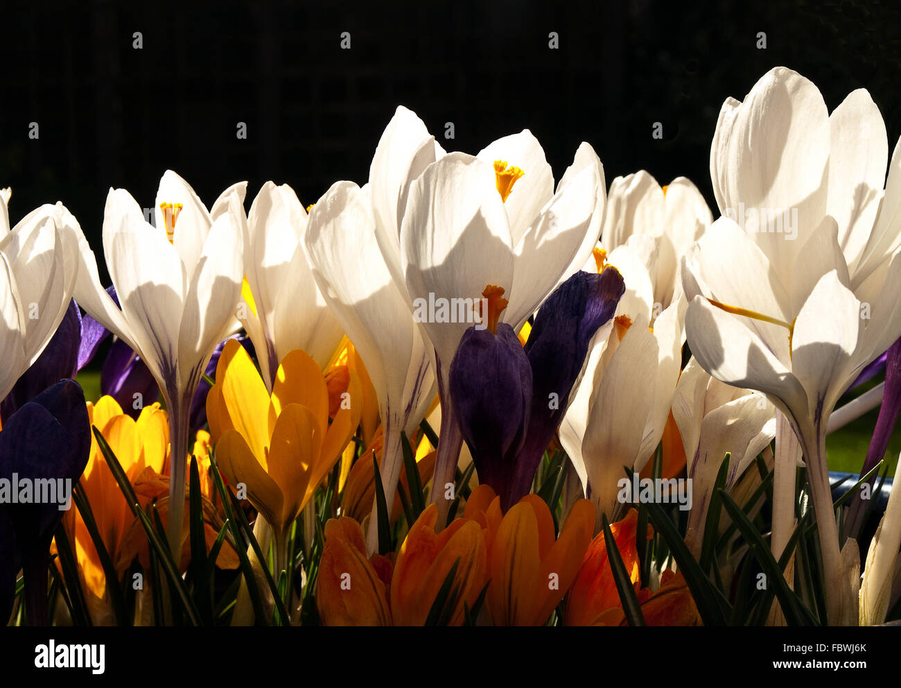 Technicolour hi-res stock photography and images - Alamy