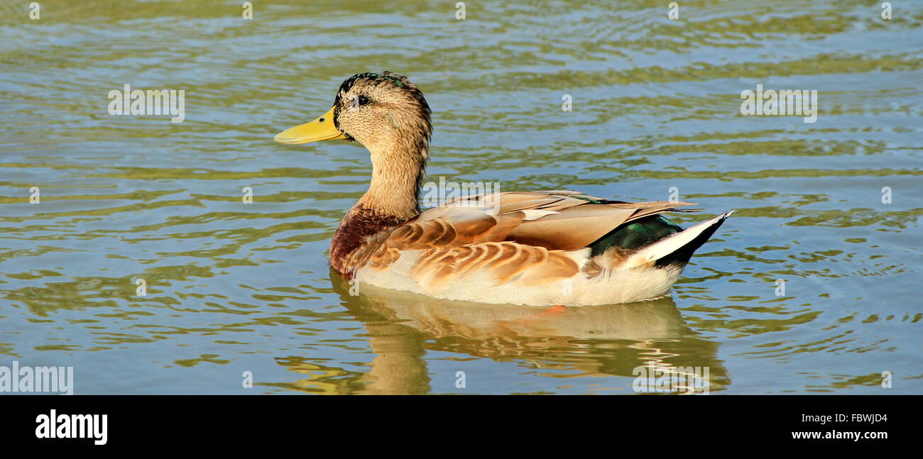 Waterfowl Migration Route High Resolution Stock Photography and Images ...