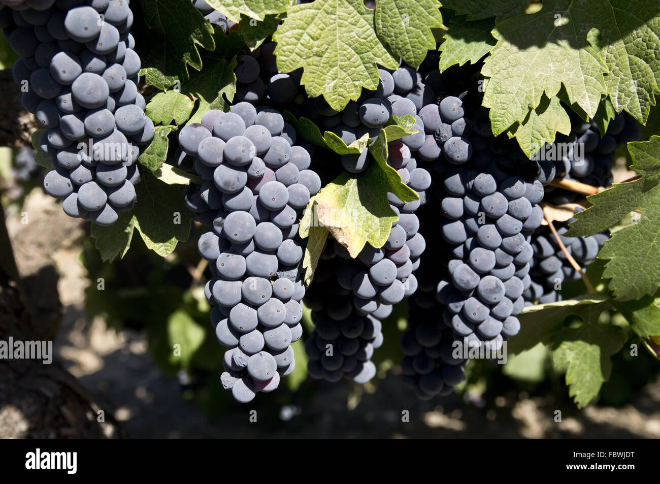 Old Vine Zinfandel Grapes Stock Photo - Alamy