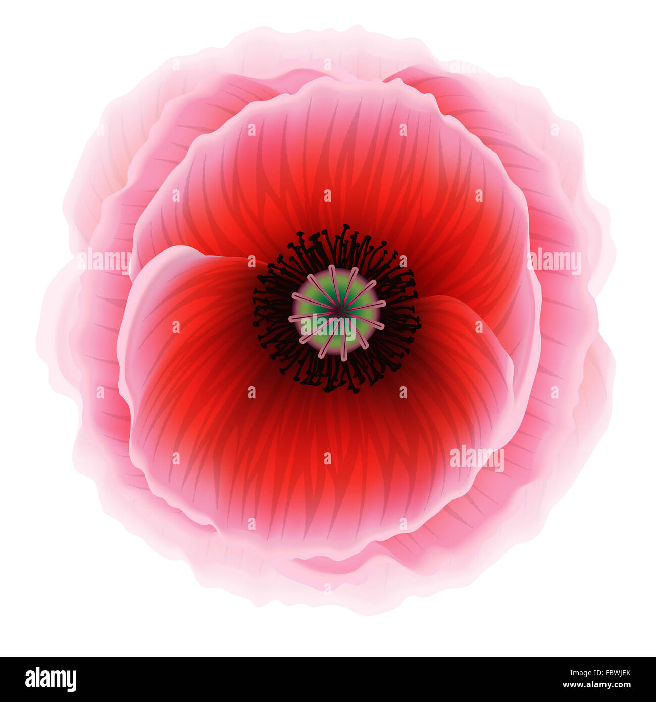 Red poppy flower Stock Photo - Alamy