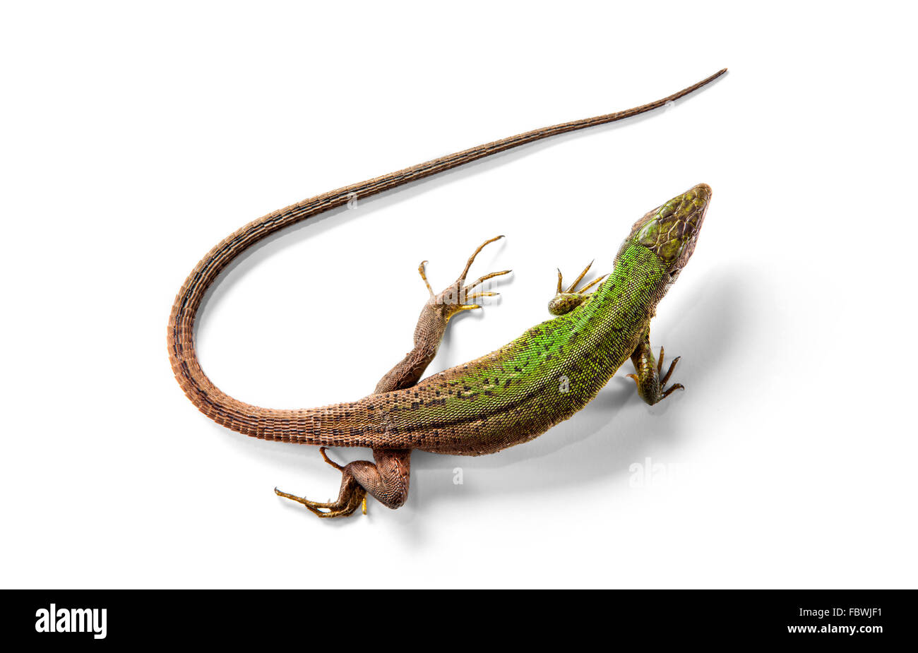The green lizard above view isolated on white Stock Photo - Alamy