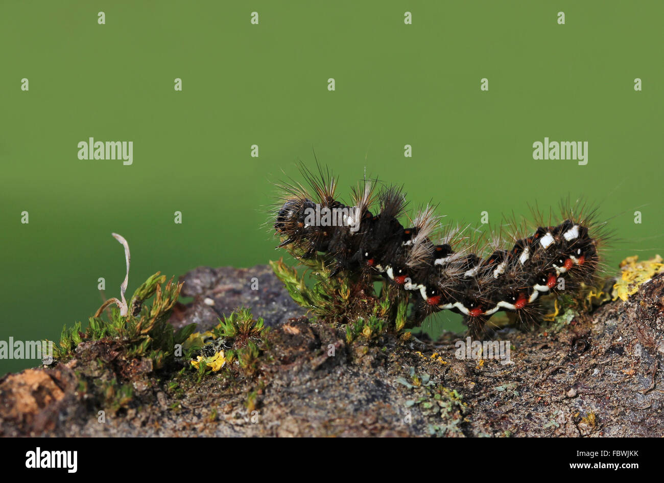 Acronicta rumicis hi-res stock photography and images - Alamy
