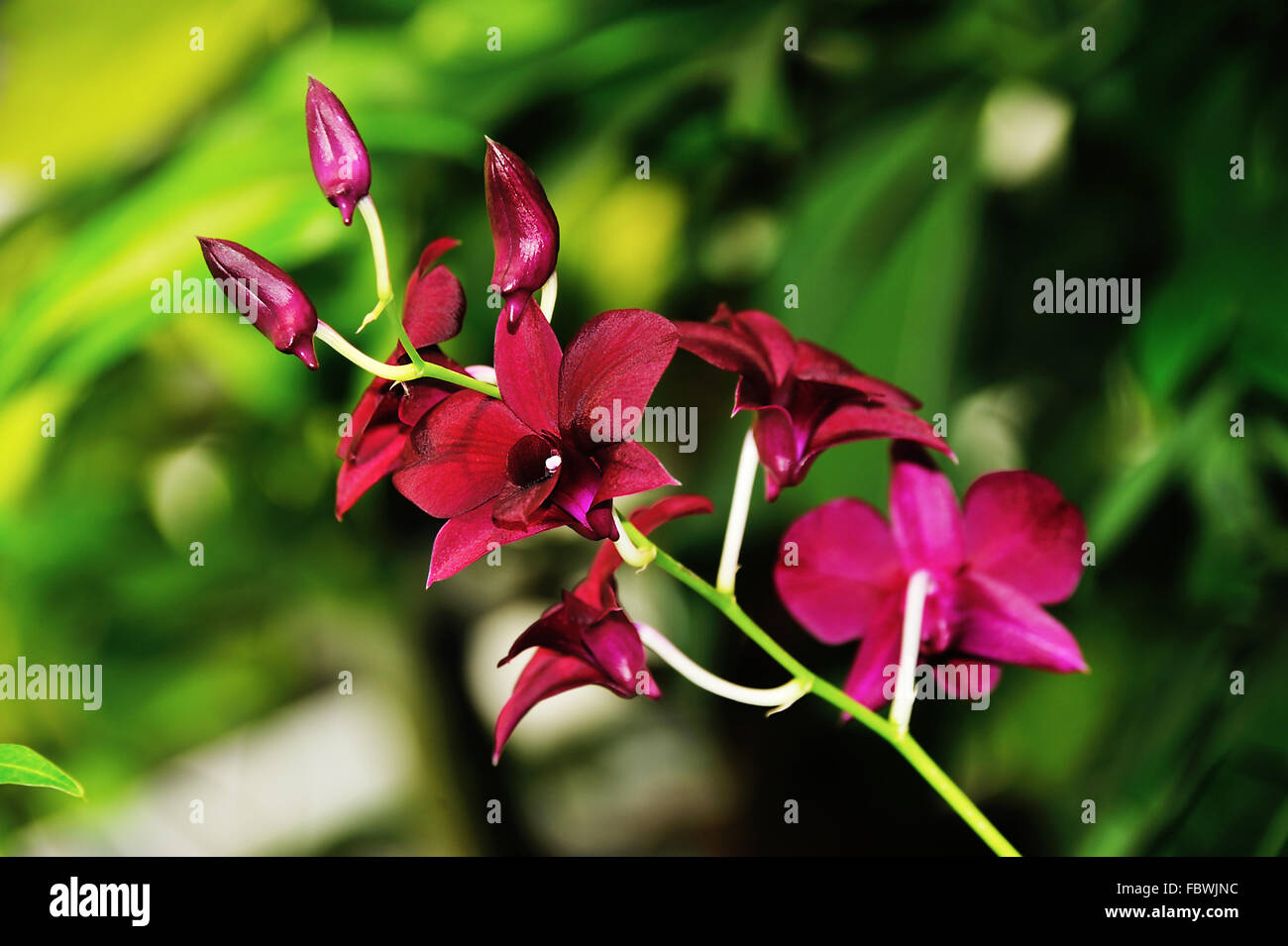 orchid Thailand Black Stock Photo - Alamy