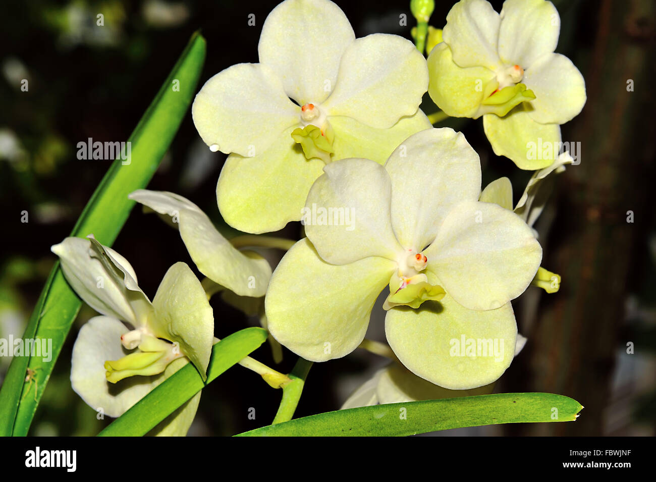 Arten orchideen hi-res stock photography and images - Alamy